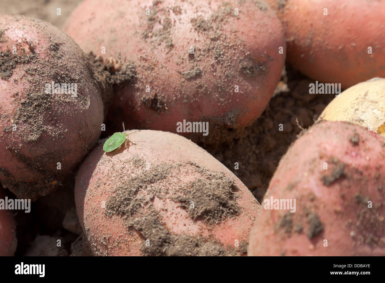 Some common potato varieties hi-res stock photography and images - Alamy