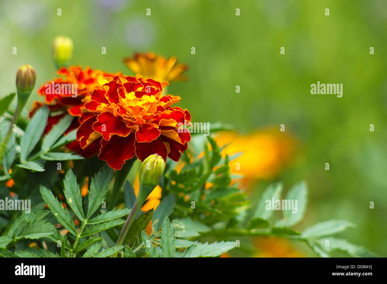 Beautiful Marigolds (tagetes patula Stock Photo - Alamy