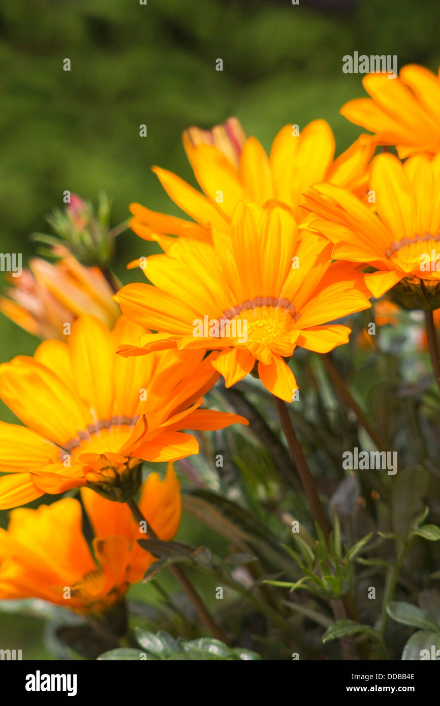 Trailing african daisy hi-res stock photography and images - Alamy