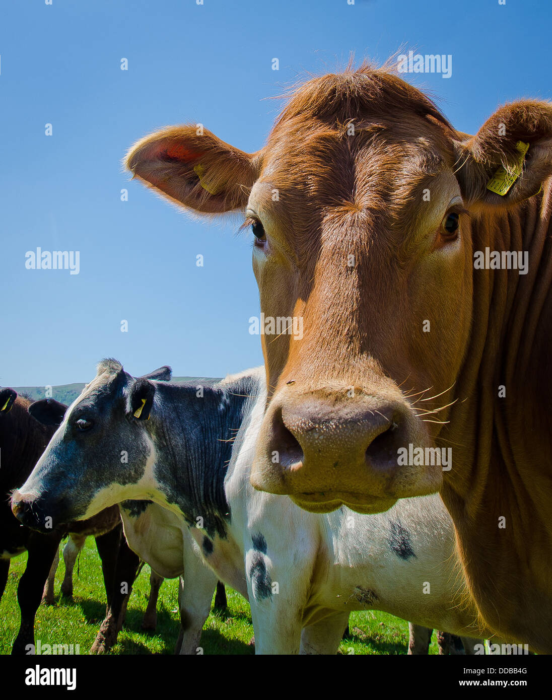 Cattle guernsey cow hi-res stock photography and images - Alamy