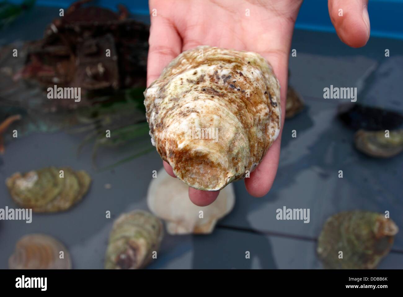Oyster tank hi-res stock photography and images - Alamy