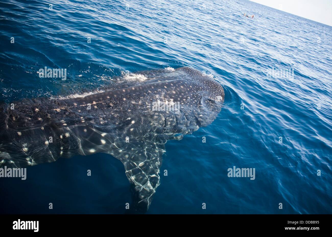 Whale shark and snorkelers hi-res stock photography and images - Alamy