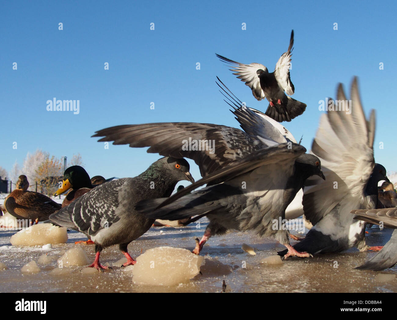 Pigeons on seine river hi-res stock photography and images - Alamy