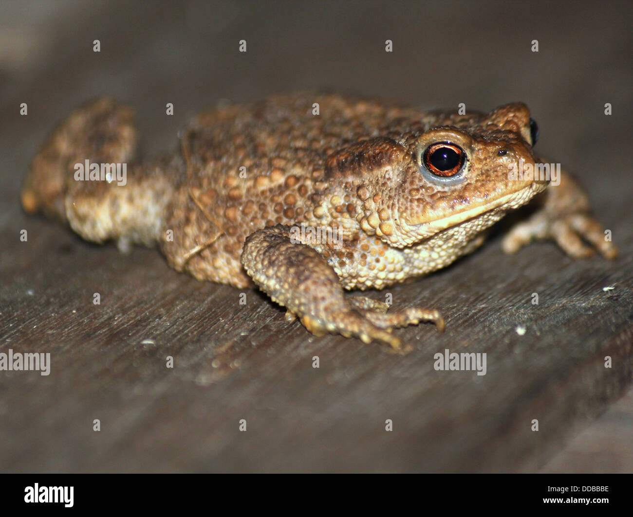 Common Toad (Bufo Bufo Stock Photo - Alamy