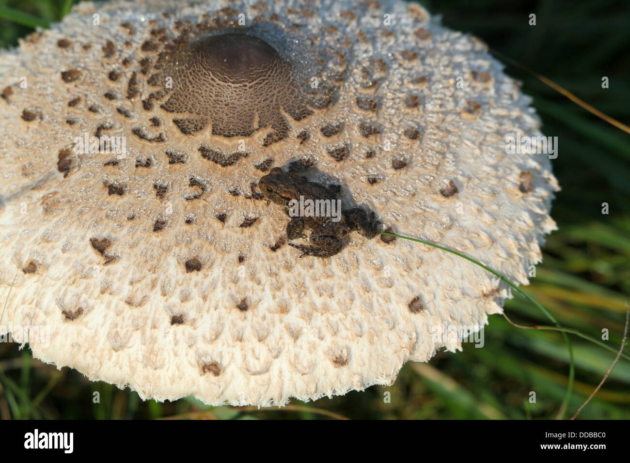 Common Toad (Bufo Bufo) posing on a 'toadstool', the parasol mushroom ...