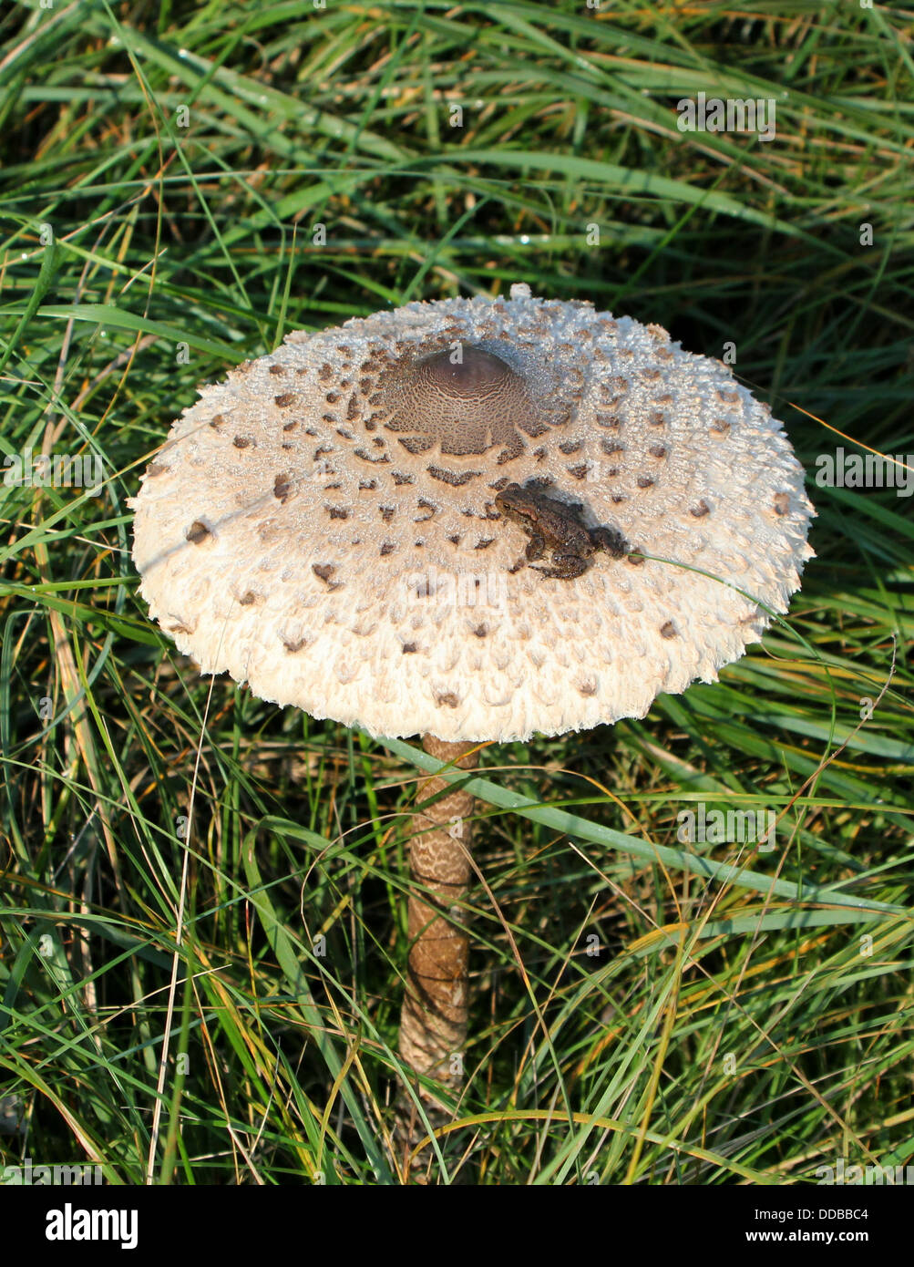 Toad on toadstool hi-res stock photography and images - Alamy