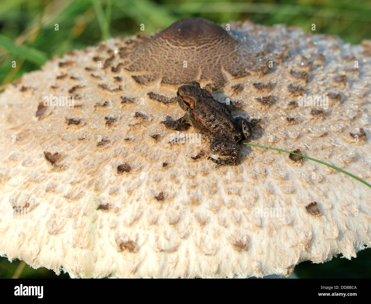 Common Toad (Bufo Bufo) posing on a 'toadstool', the parasol mushroom ...