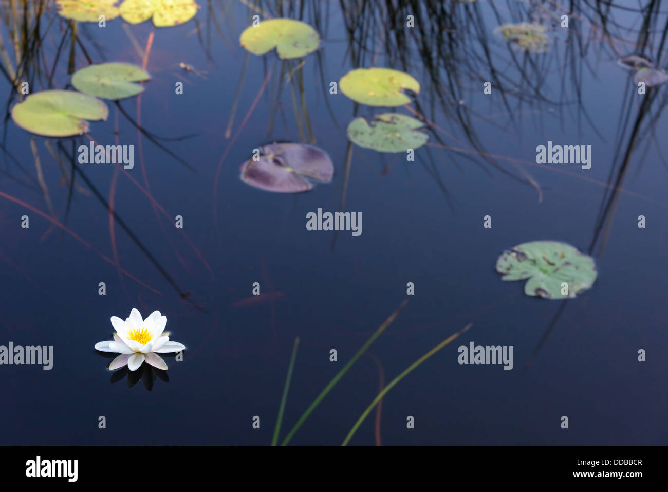 Lily pad flower hi-res stock photography and images - Alamy