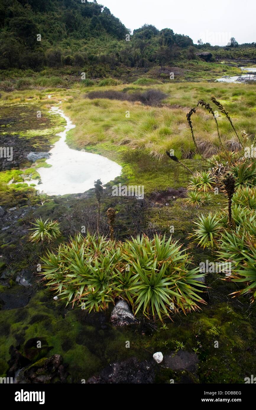Termales de San Juan, National Park Puracé, Colombia Stock Photo - Alamy