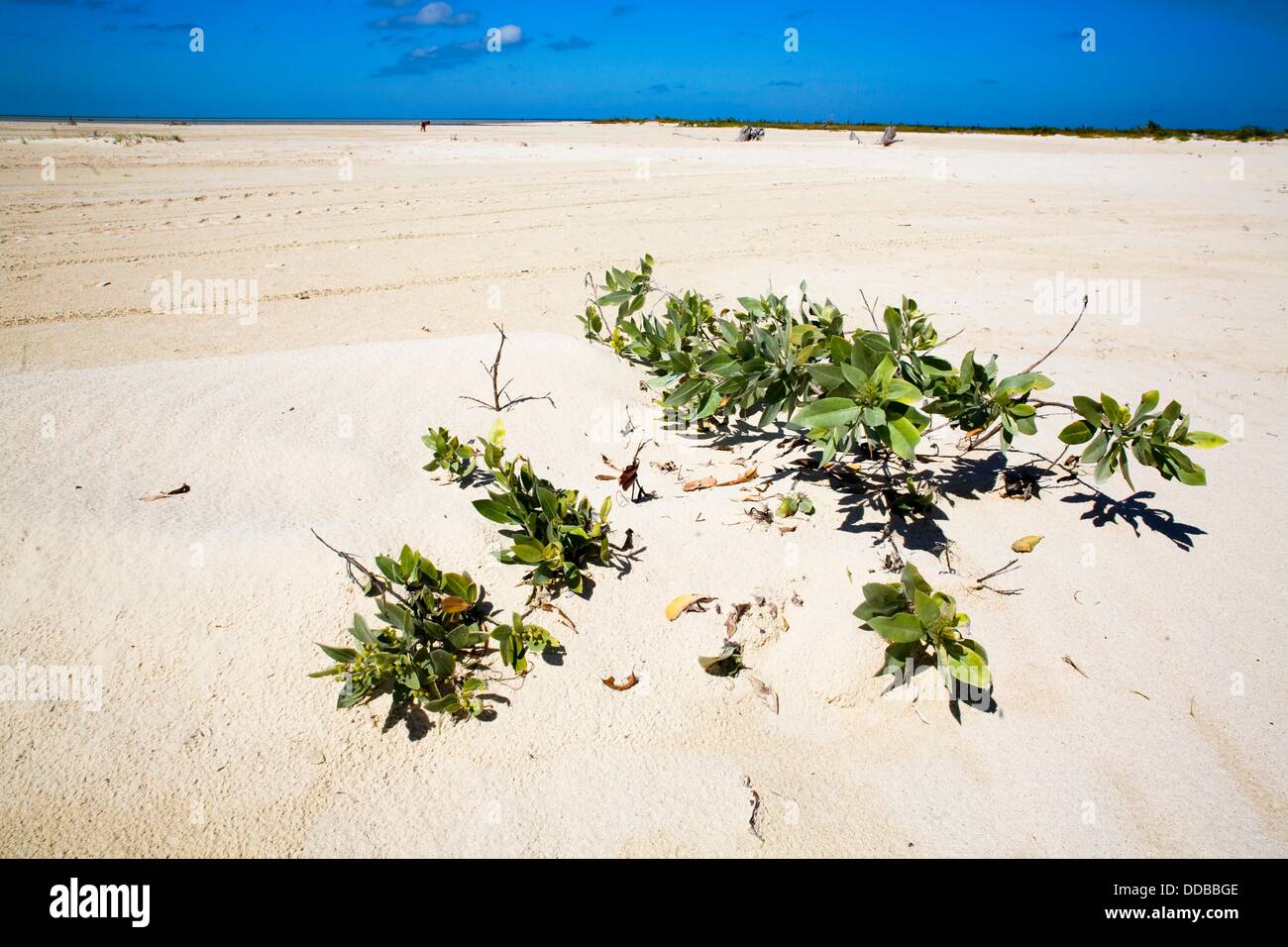 Isla Blanca, Cancún, México Stock Photo - Alamy