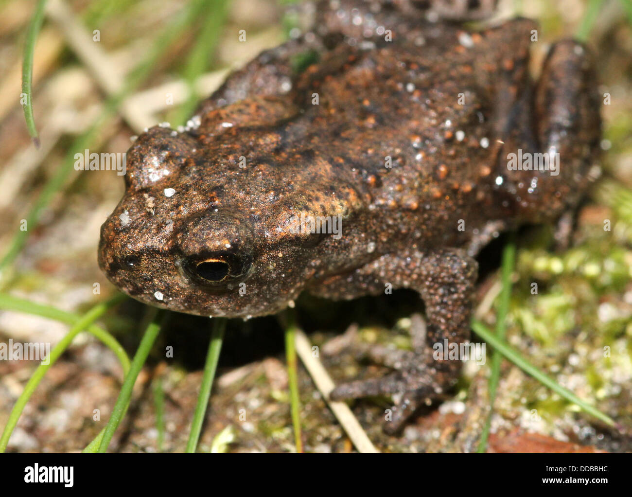 Common Toad (Bufo Bufo) posing in the grass Stock Photo - Alamy
