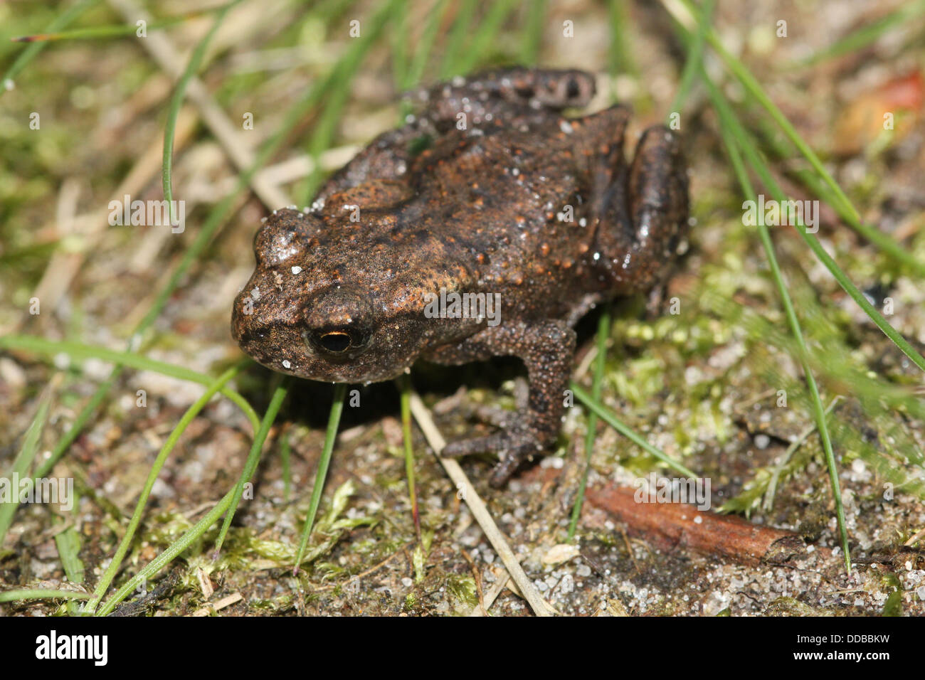Gewone pad hi-res stock photography and images - Alamy