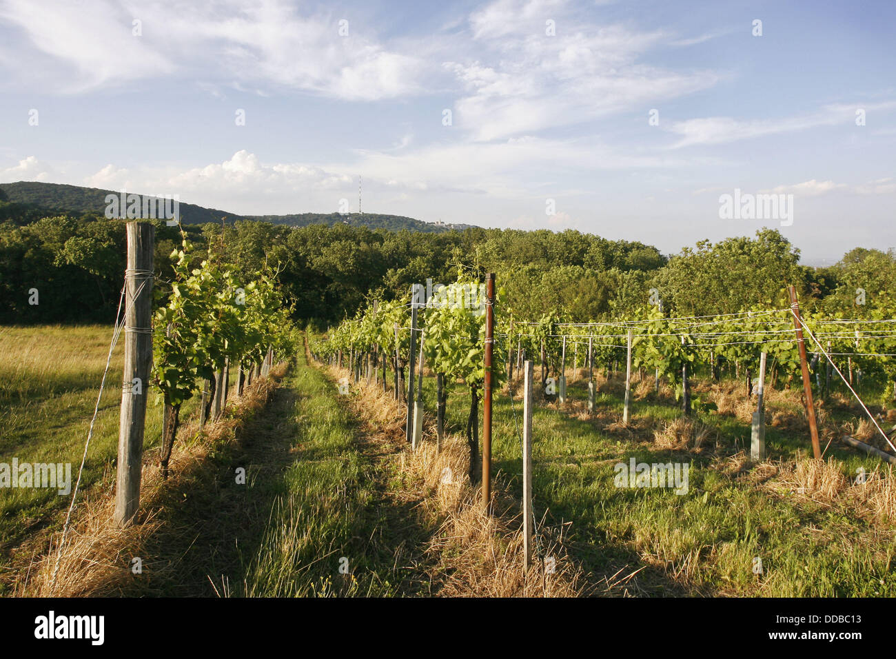 Austrian grinzing grinzing hi-res stock photography and images - Alamy