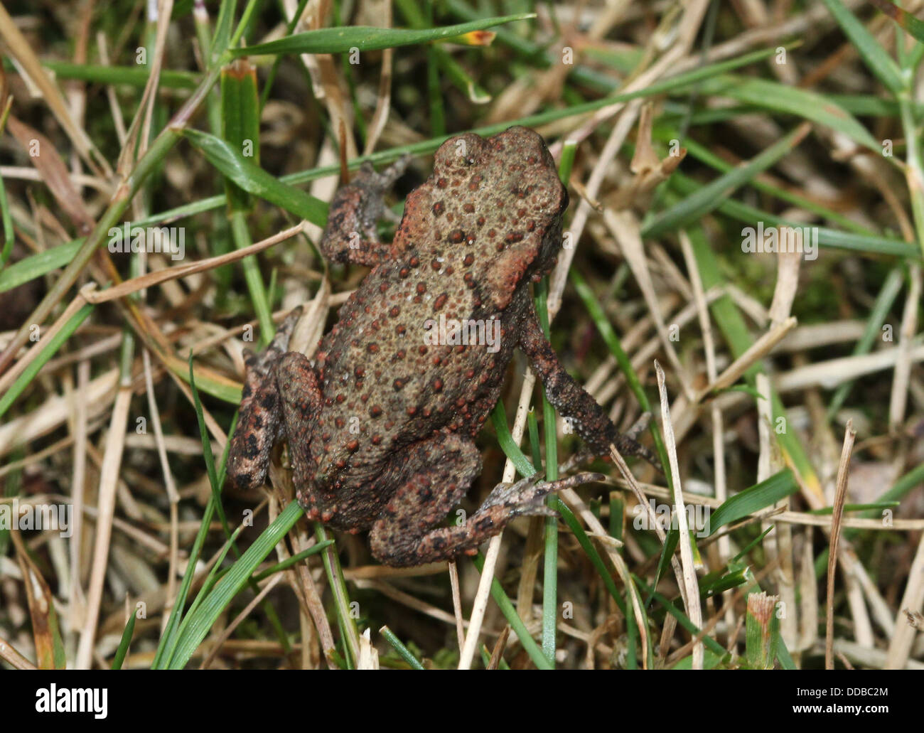 Common Toad (Bufo Bufo) posing in the grass Stock Photo - Alamy
