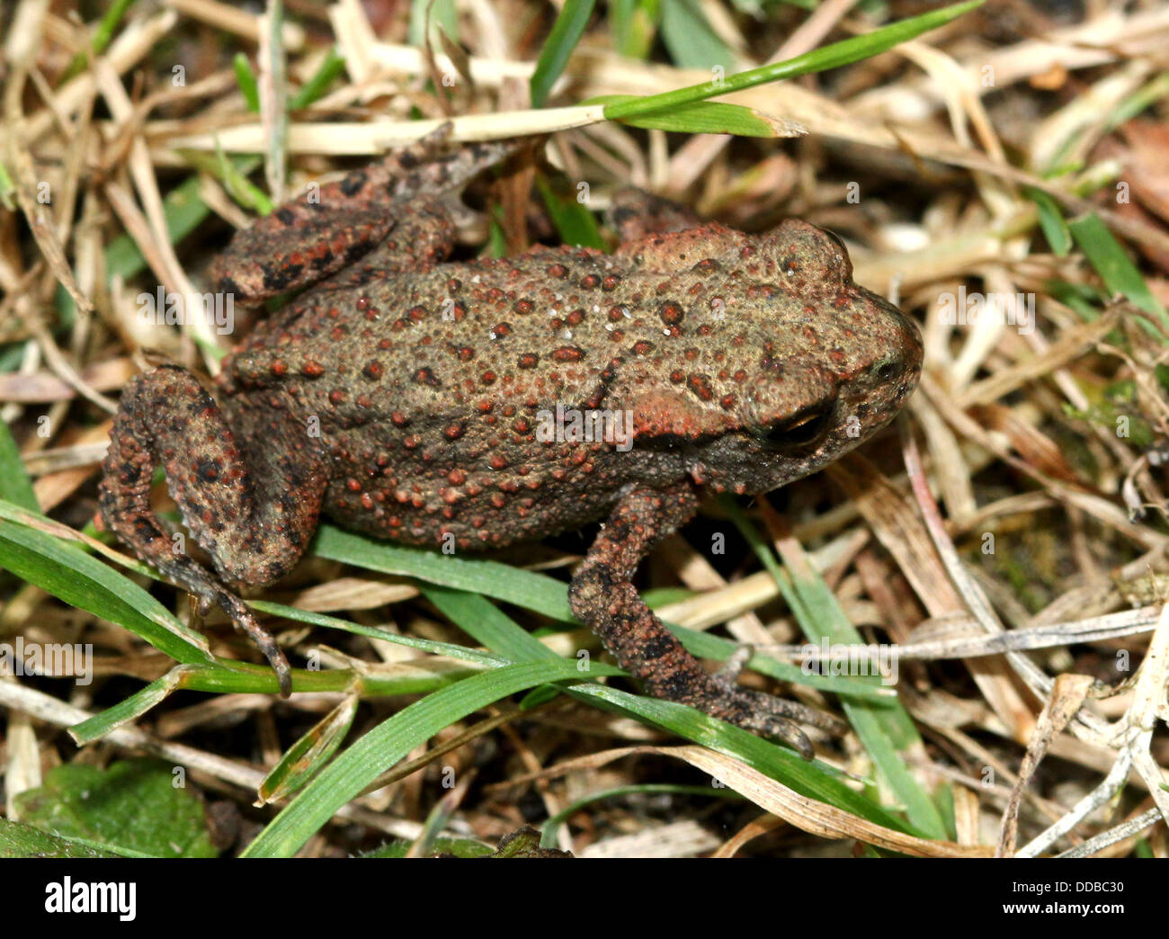 Gewone pad hi-res stock photography and images - Alamy