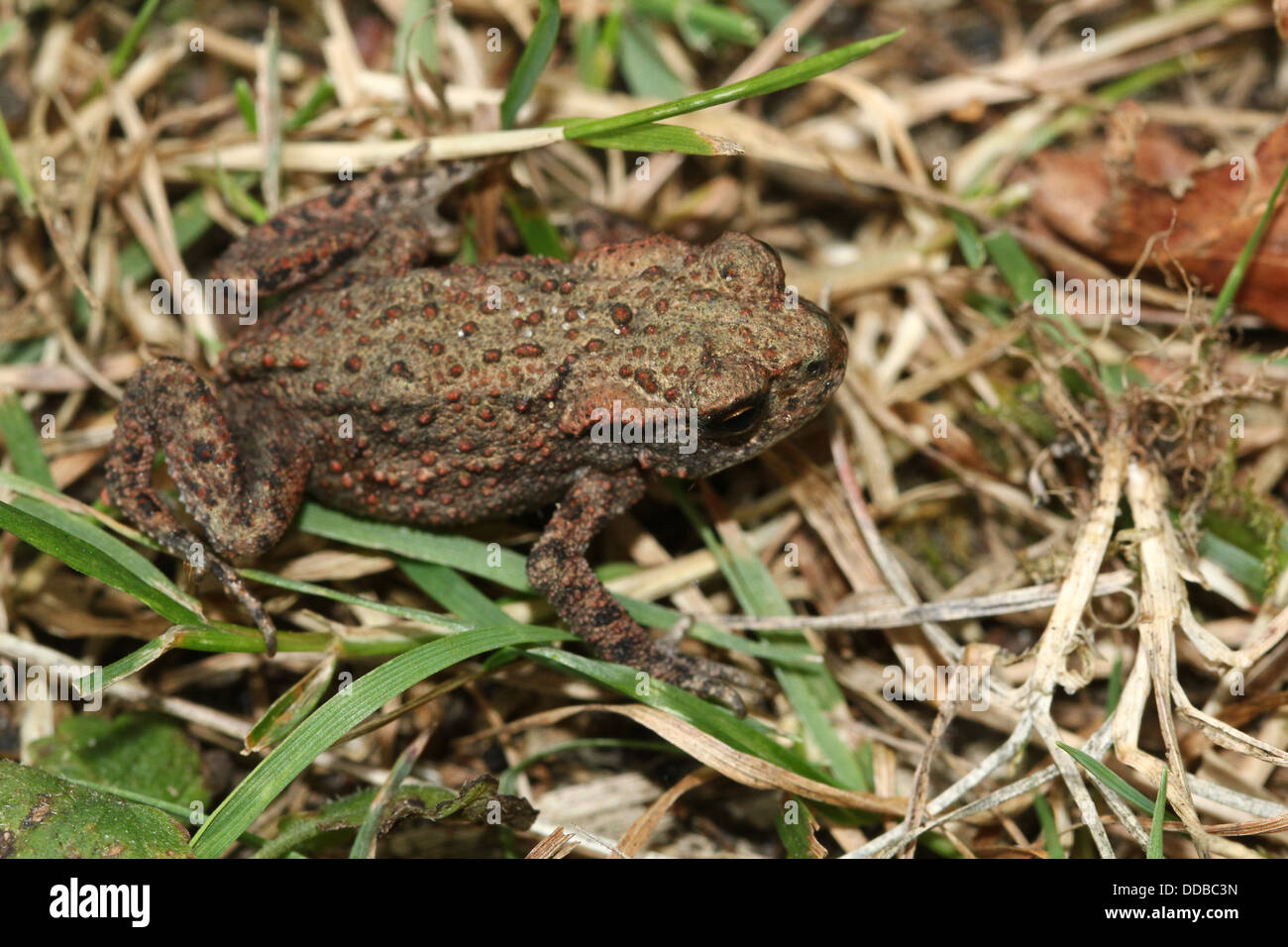 Common Toad (Bufo Bufo) posing in the grass Stock Photo - Alamy