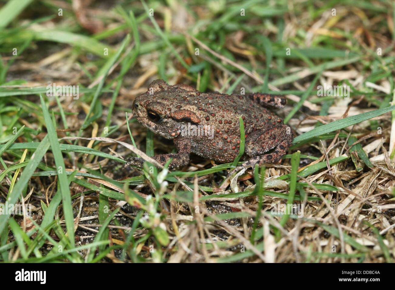 Toad posing hi-res stock photography and images - Alamy