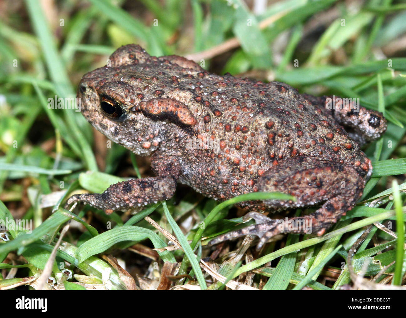 Common Toad (Bufo Bufo) posing in the grass Stock Photo - Alamy