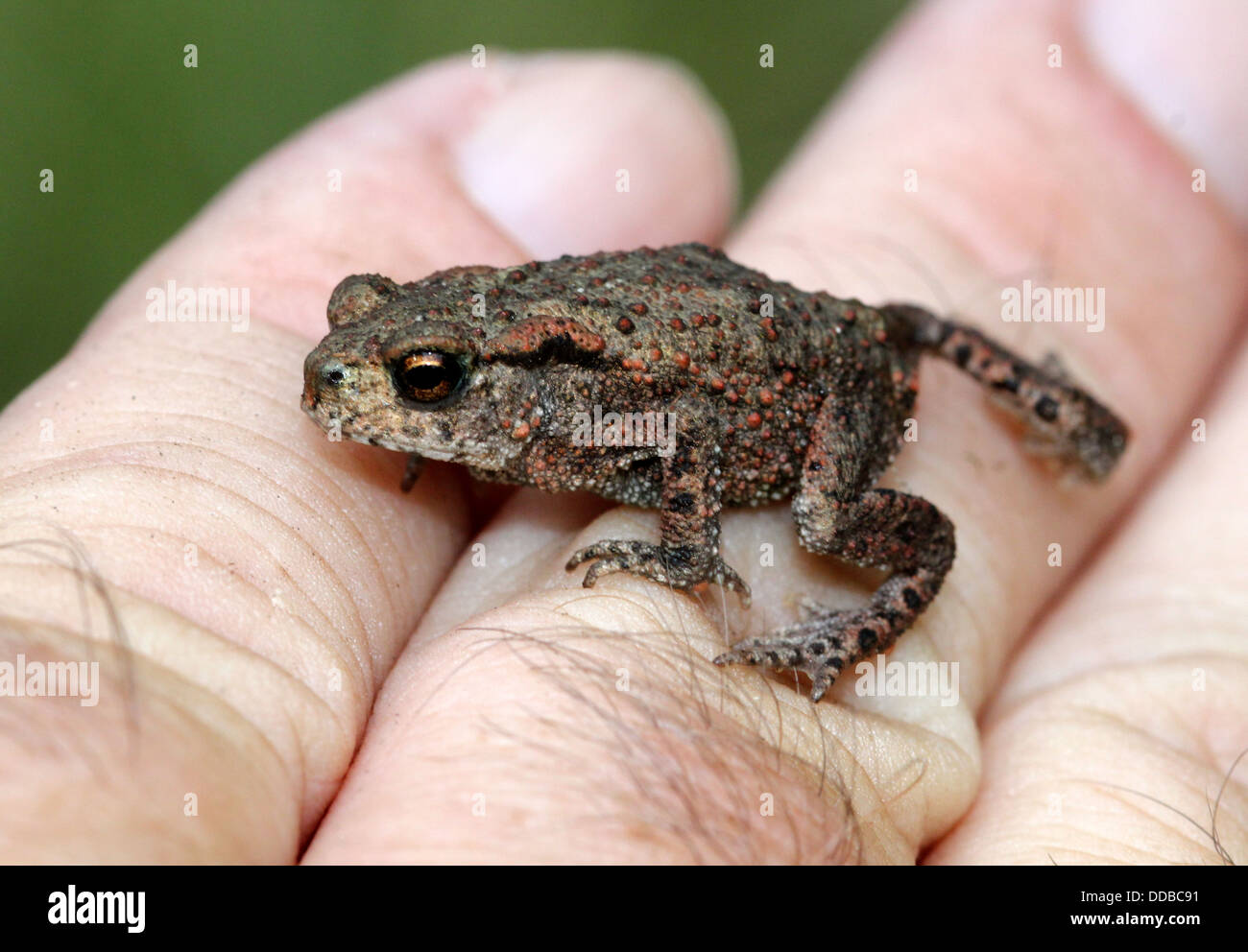 Common Toad (Bufo Bufo) posing on my hand Stock Photo - Alamy