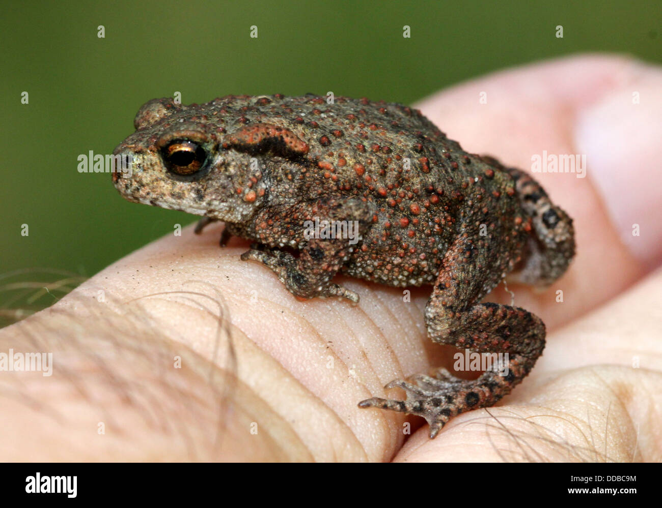 Common Toad (Bufo Bufo) posing on my hand Stock Photo - Alamy