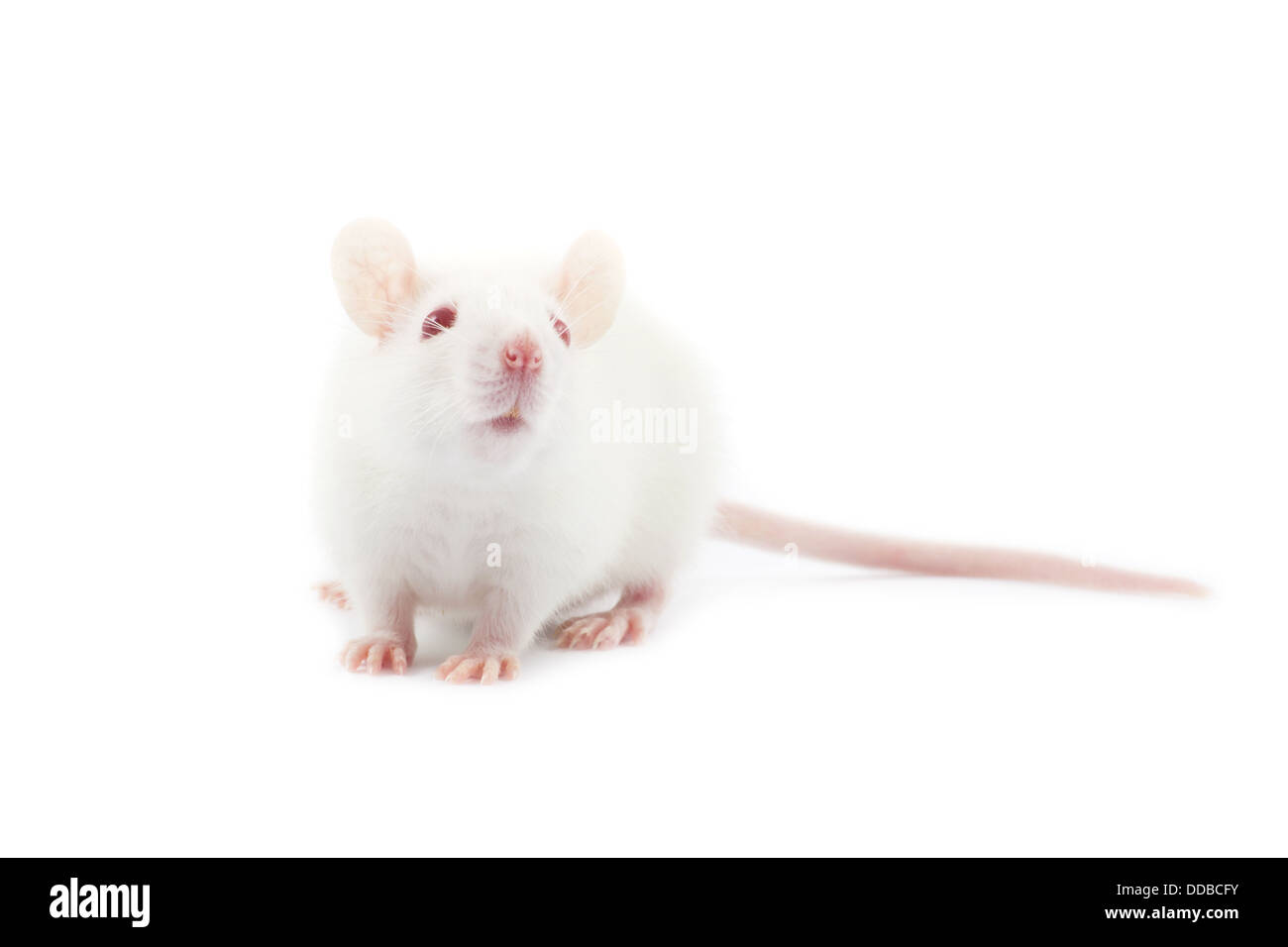 Albino mouse hi-res stock photography and images - Alamy