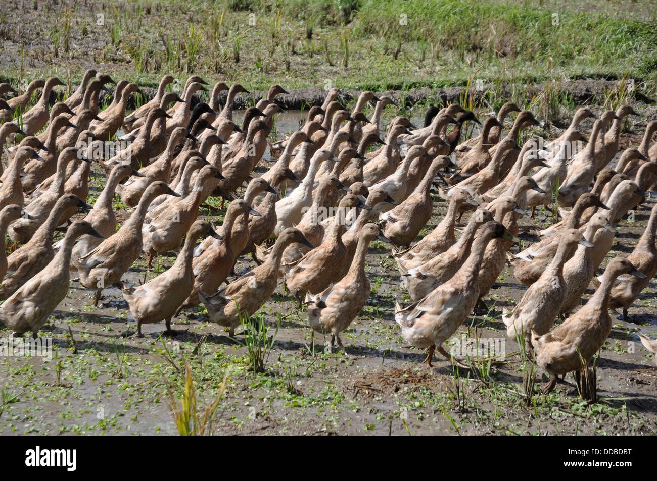 Ubud (Bali, Indonesia): ducks in a paddy Stock Photo - Alamy