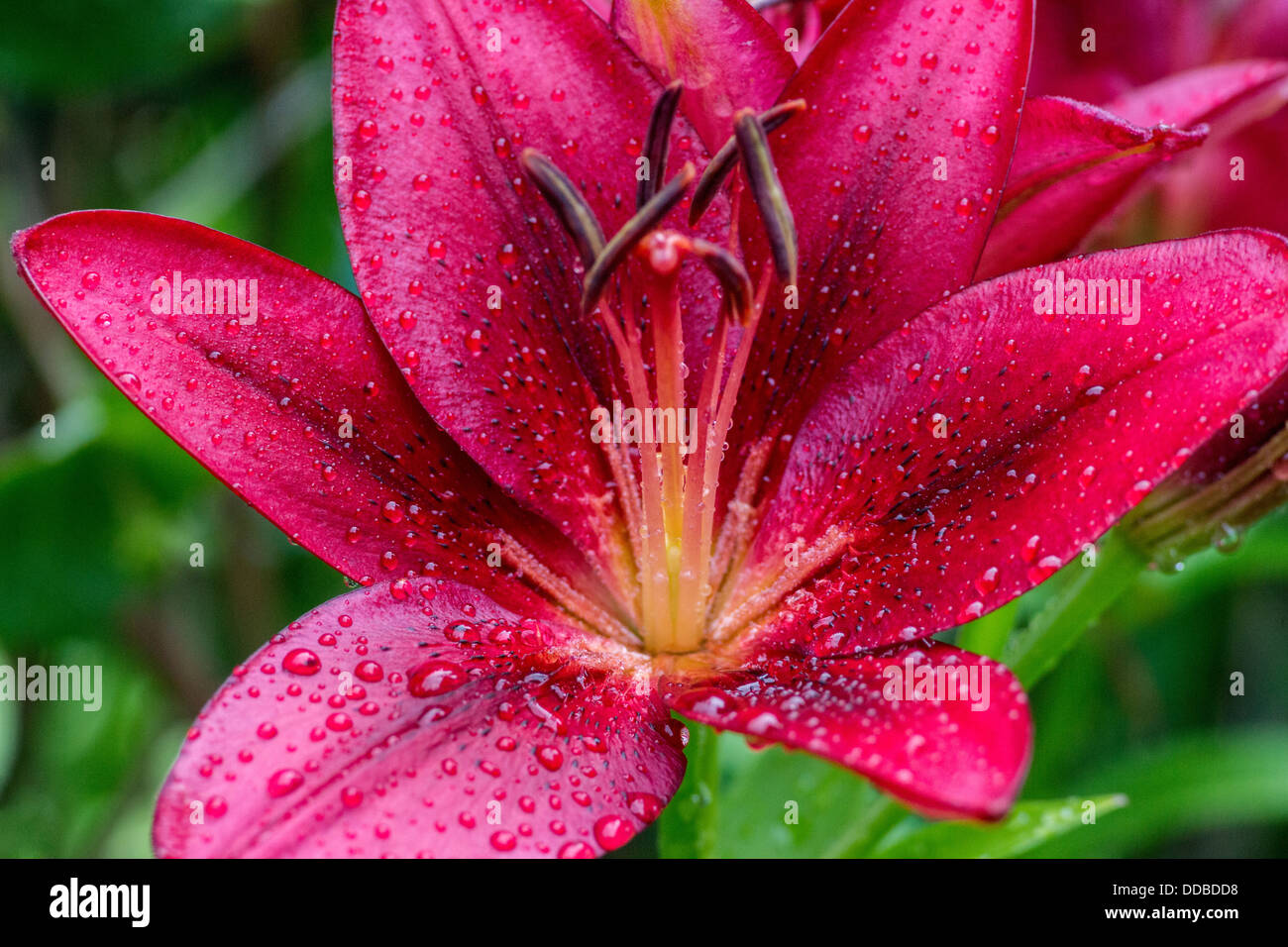 Close-up of a red lilium Stock Photo - Alamy