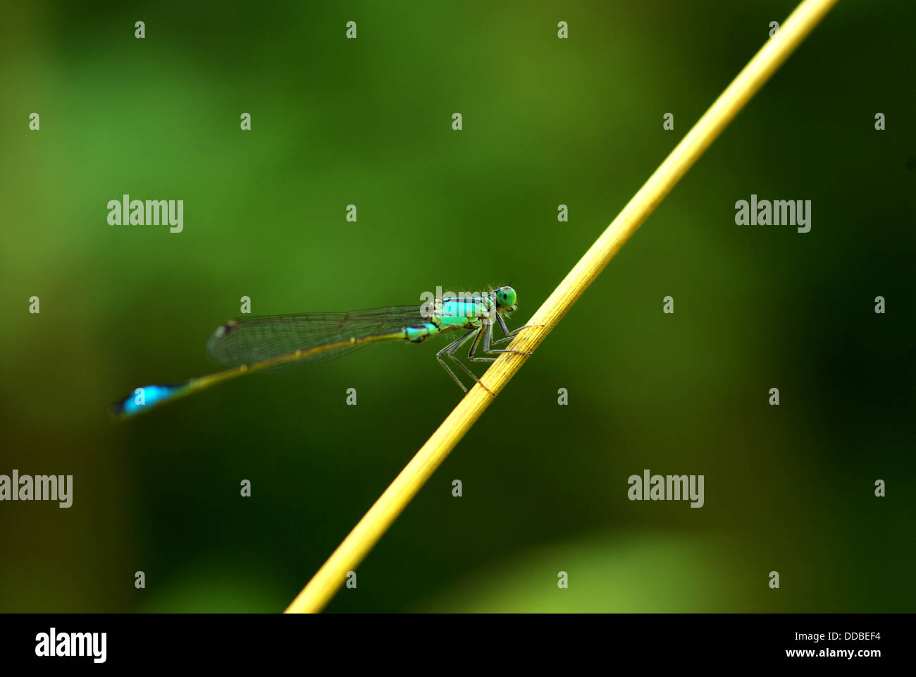 The dragon and the dragon hi-res stock photography and images - Alamy