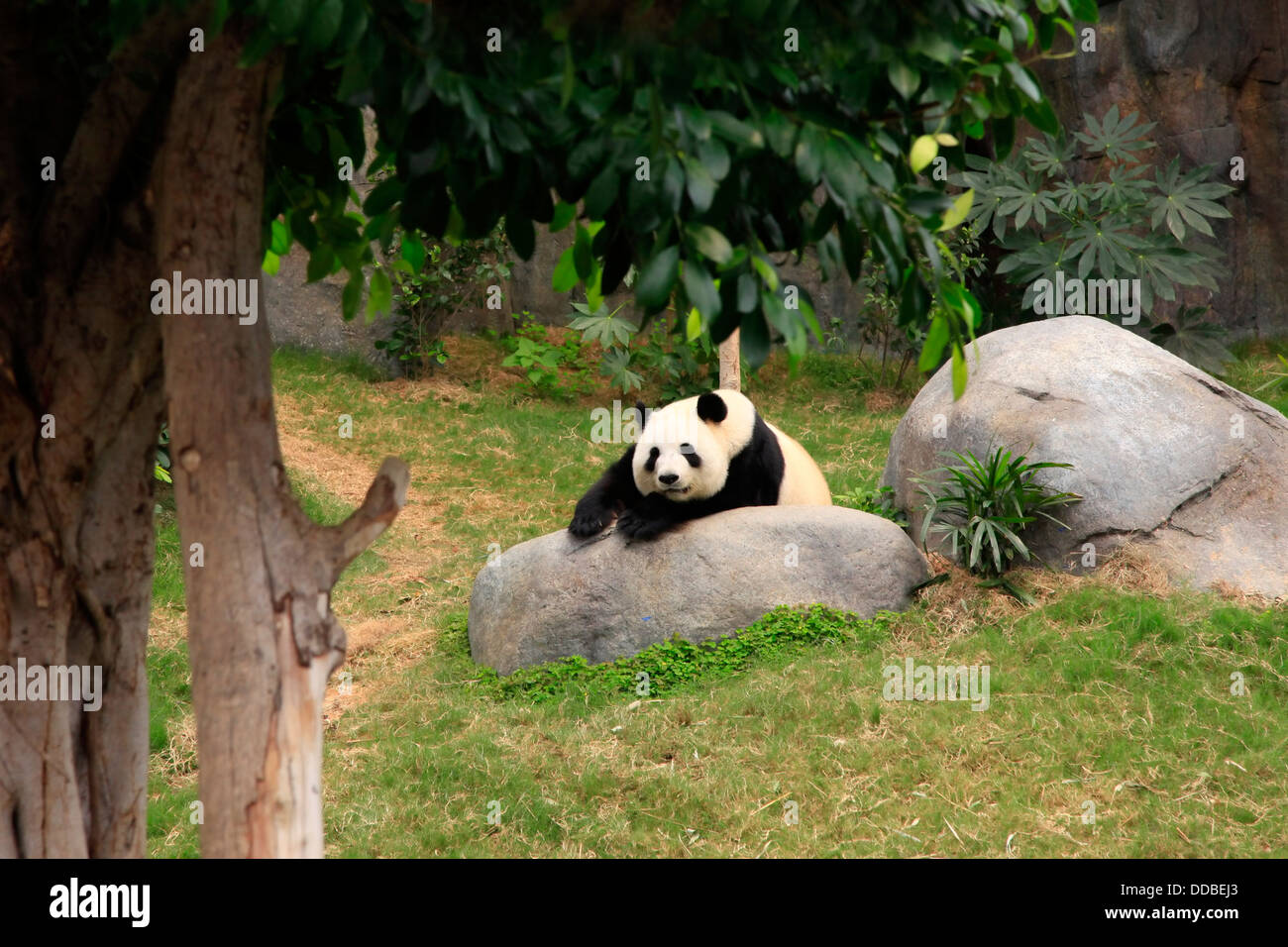 Grand panda bear Stock Photo - Alamy