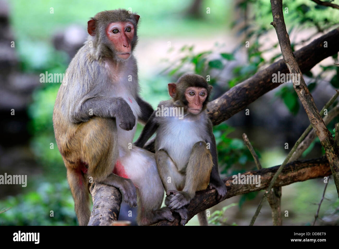 Family of monkeys Stock Photo - Alamy