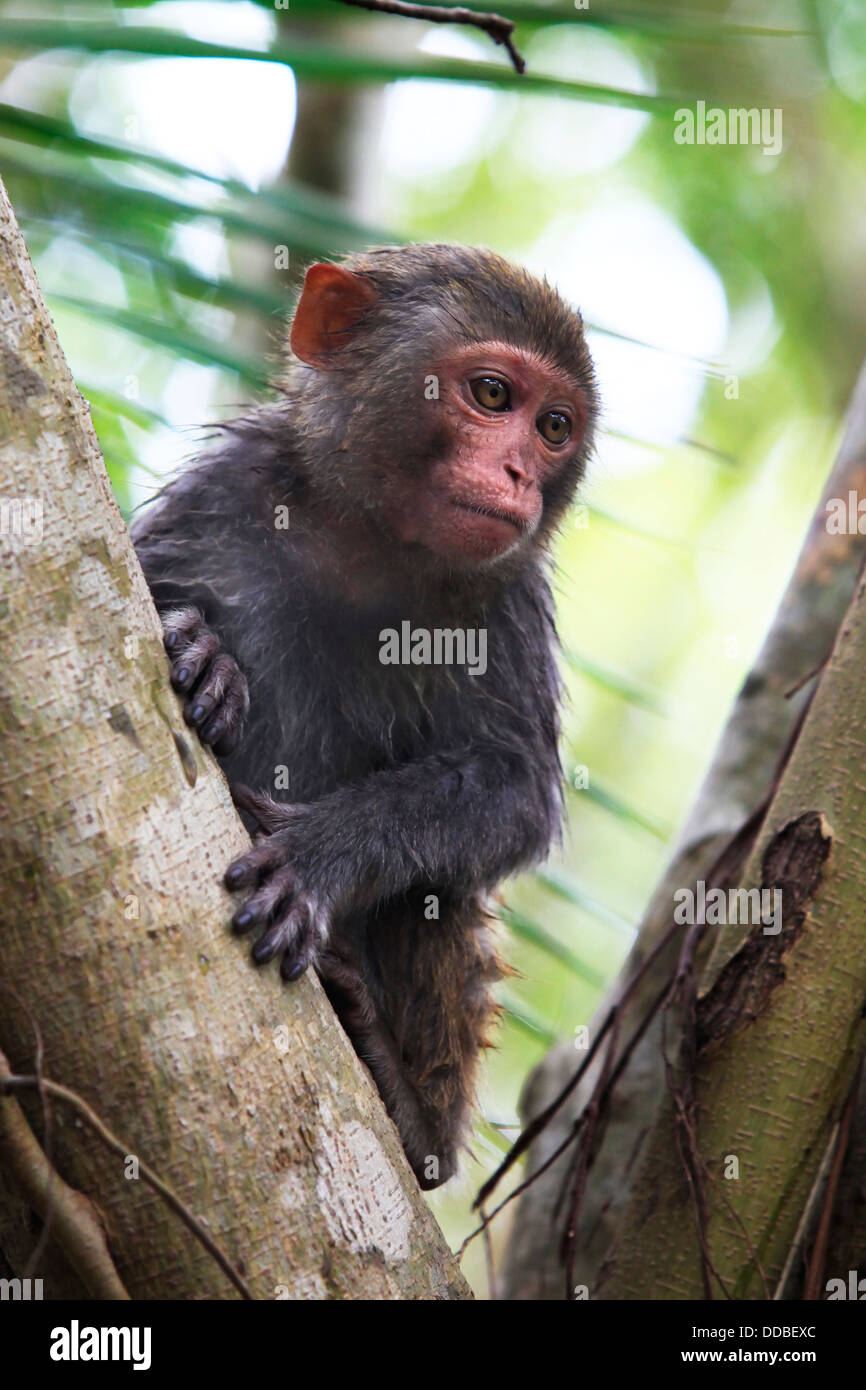 Portrait of monkey Stock Photo - Alamy
