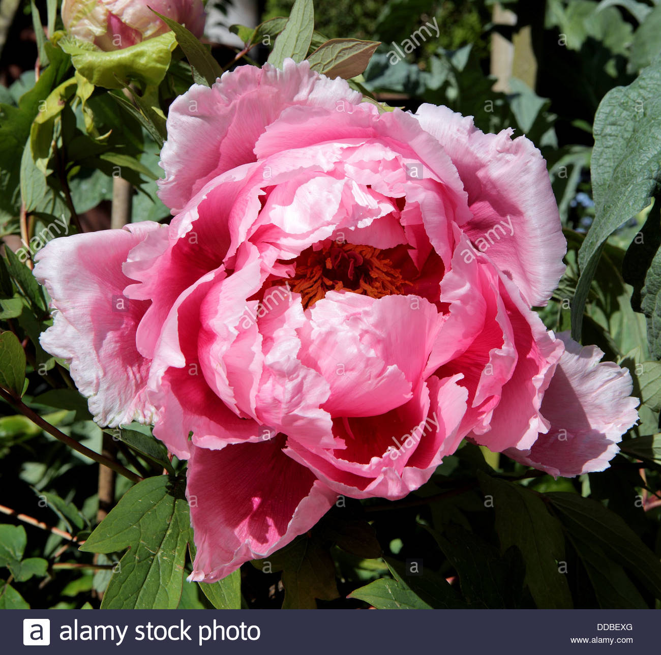 Peony Garden High Resolution Stock Photography and Images - Alamy