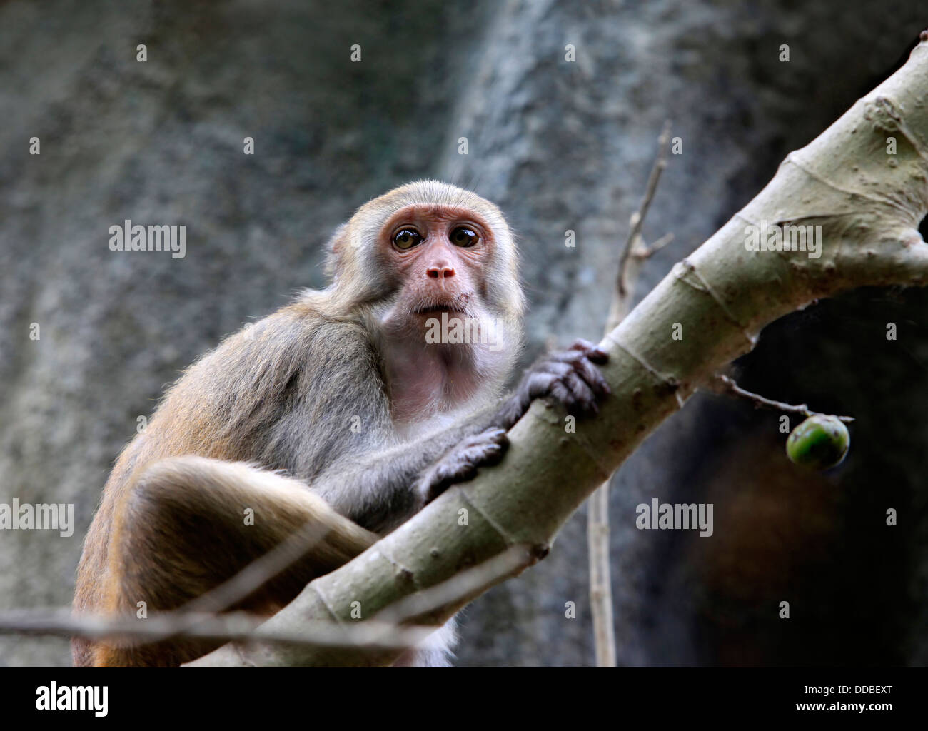 Portrait of the sad monkey Stock Photo - Alamy