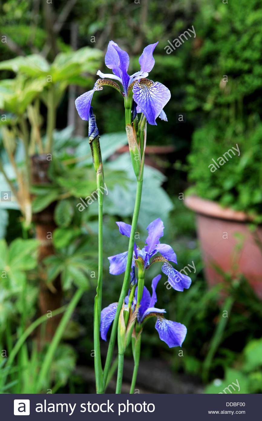 English Iris High Resolution Stock Photography and Images - Alamy