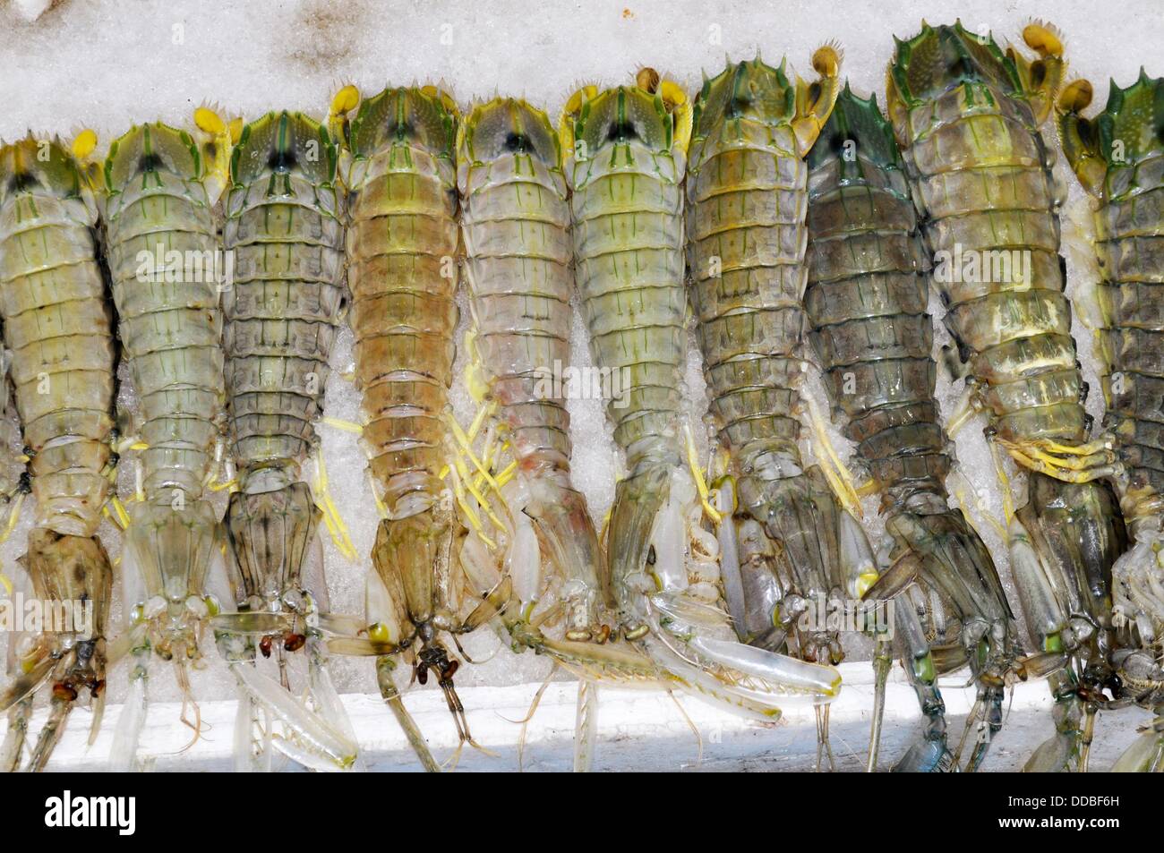 Shanghai (China): fresh Squilla mantis in a restaurant of Huangpu Stock ...