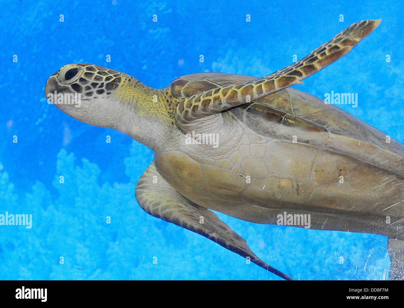 Shanghai (China): alive marine turtle displayed in an aquarium-window ...