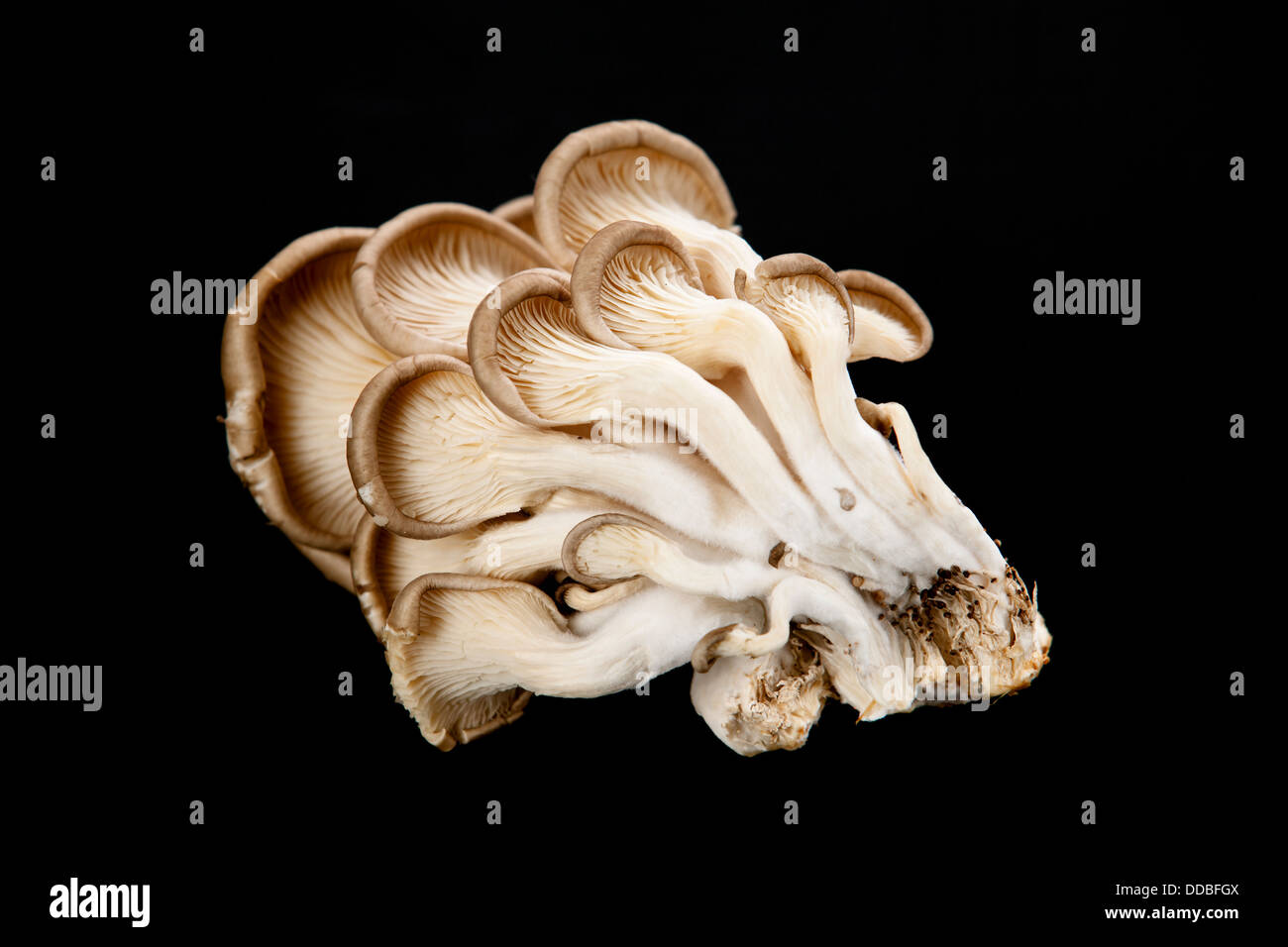 Black oyster mushroom hi-res stock photography and images - Alamy