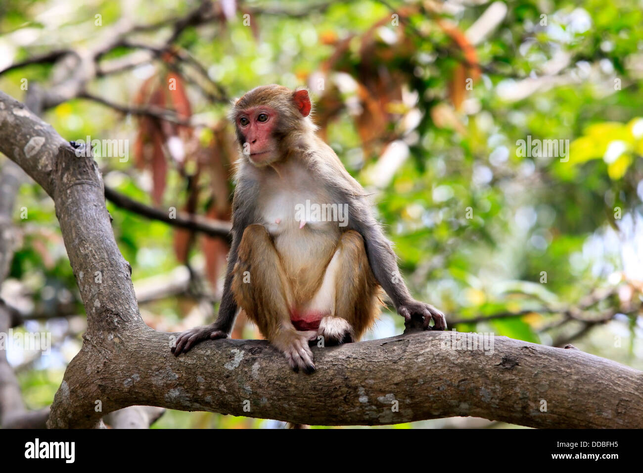 Portrait of the sad monkey Stock Photo - Alamy