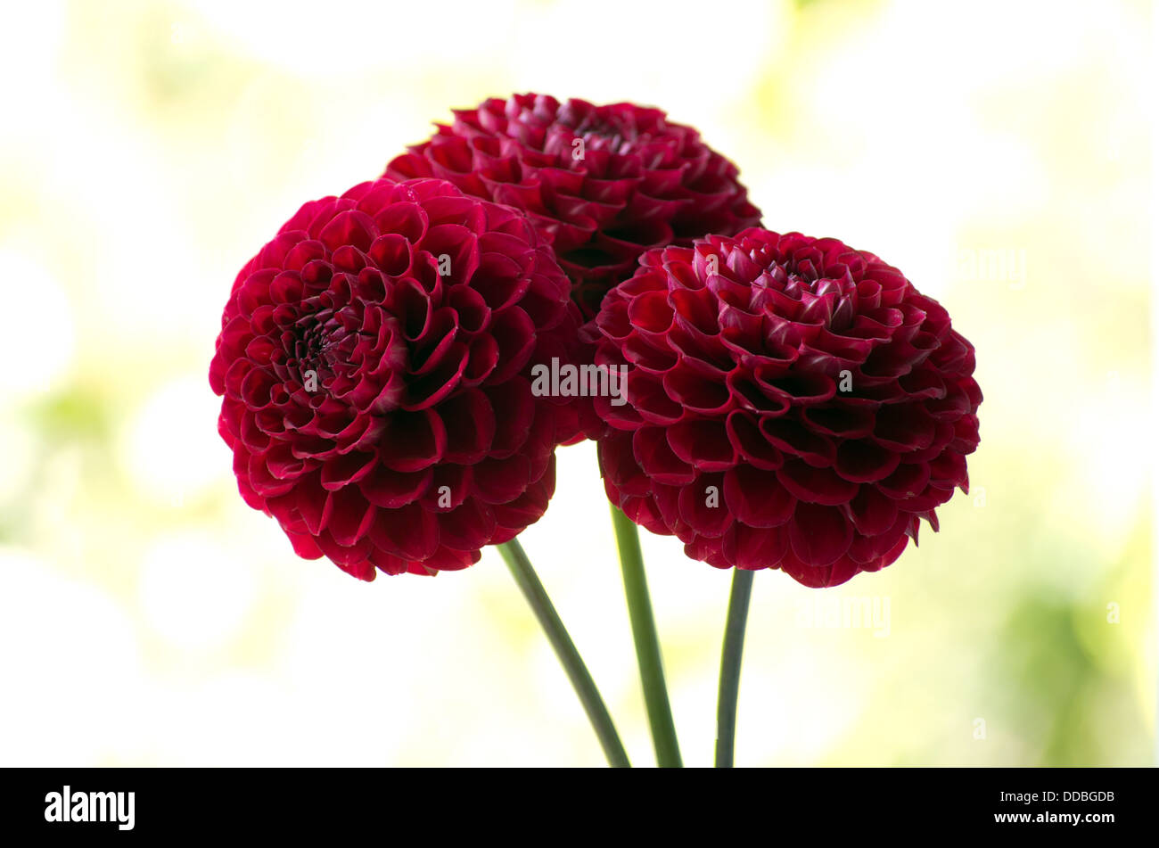 Red dahlia flower Stock Photo - Alamy