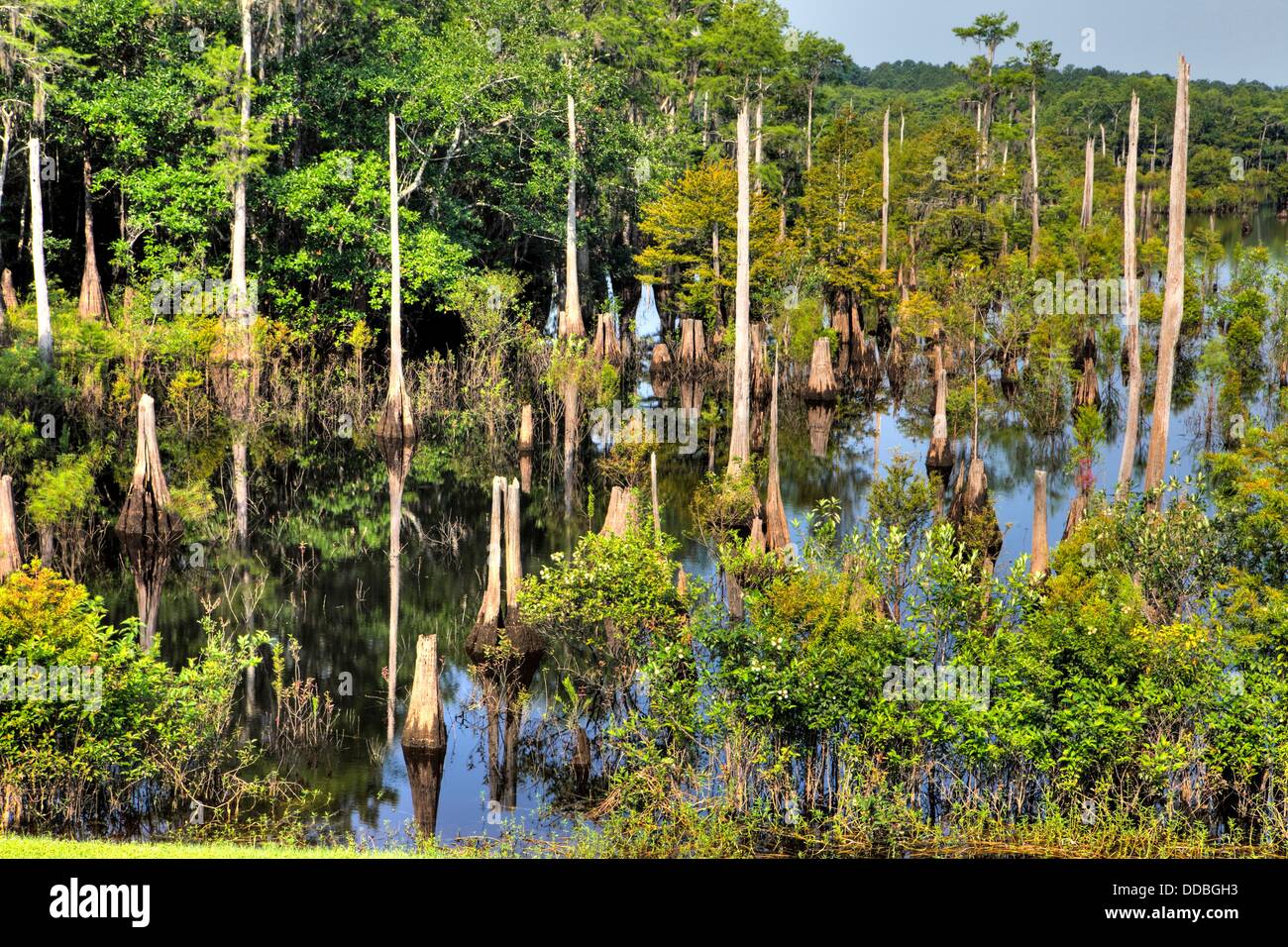 Dead lakes florida hi-res stock photography and images - Alamy