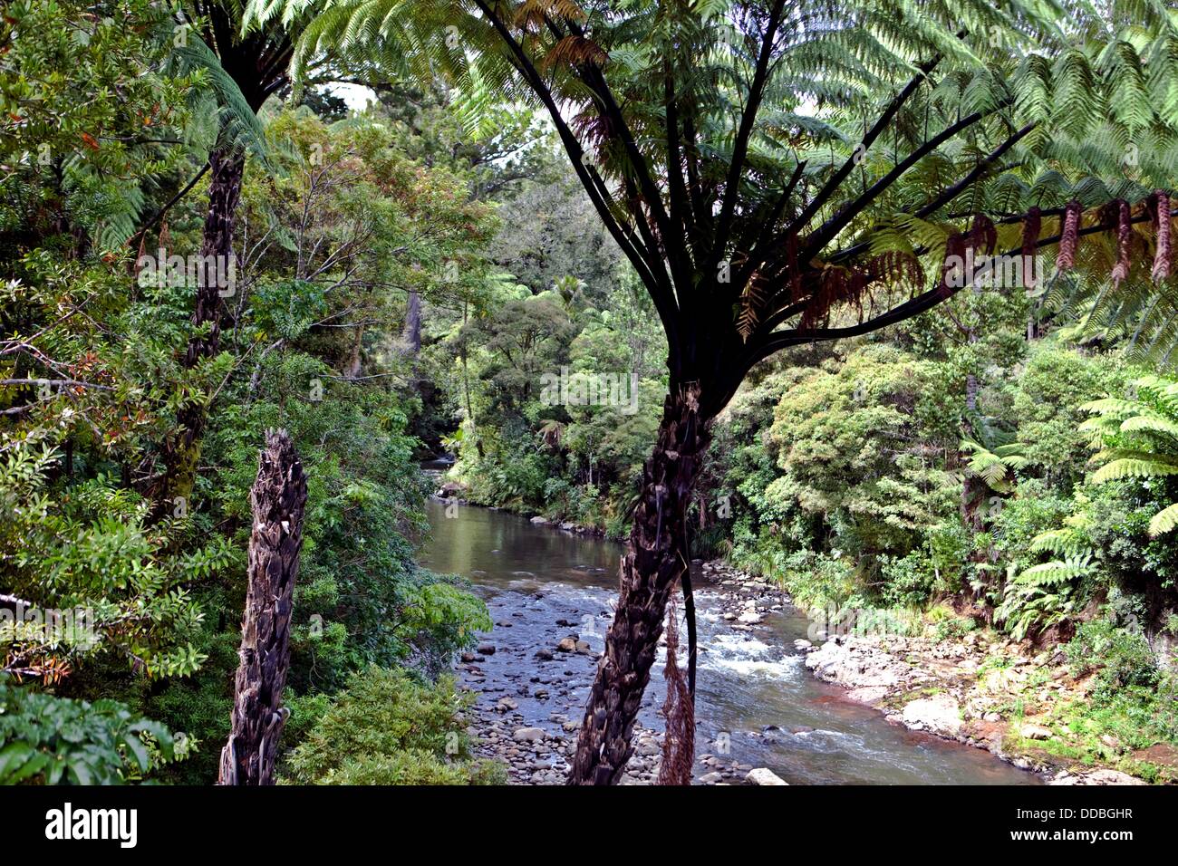 Waipoua Forest, North Island, New Zealand Stock Photo - Alamy