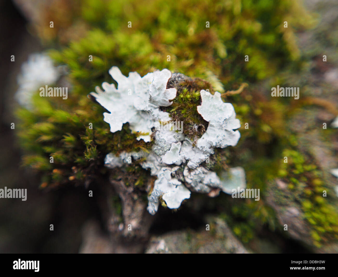 lichen growing on wood Stock Photo - Alamy
