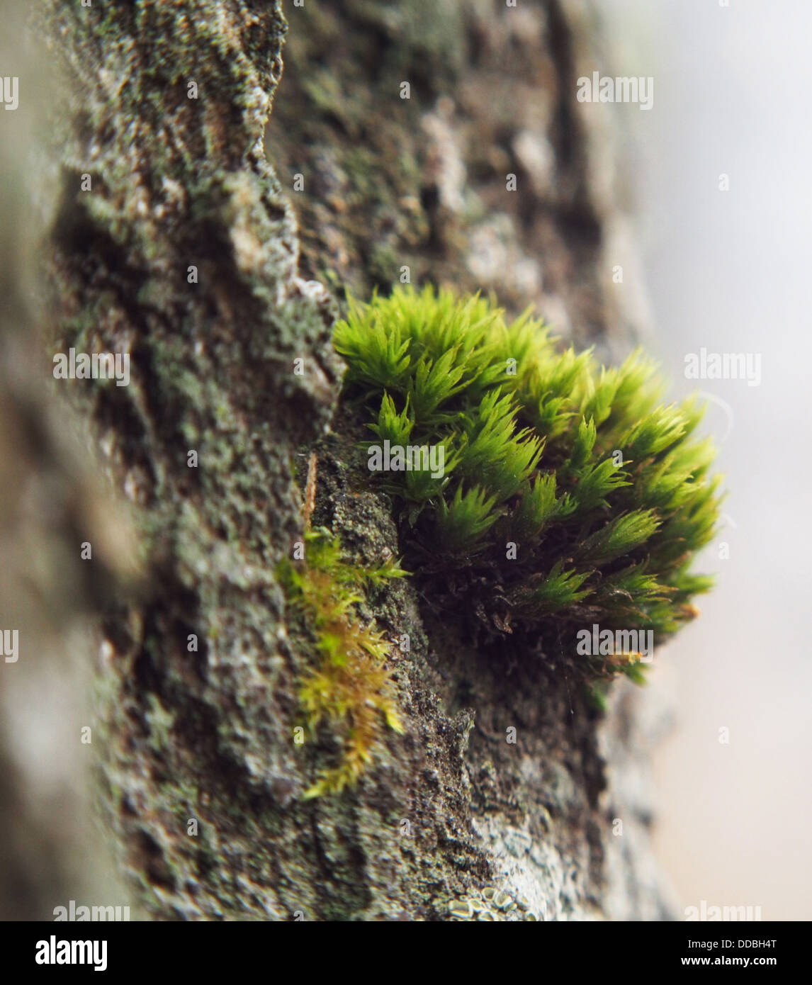 moss in forest Stock Photo - Alamy