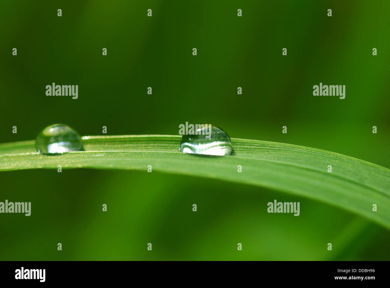 drop on grass Stock Photo - Alamy
