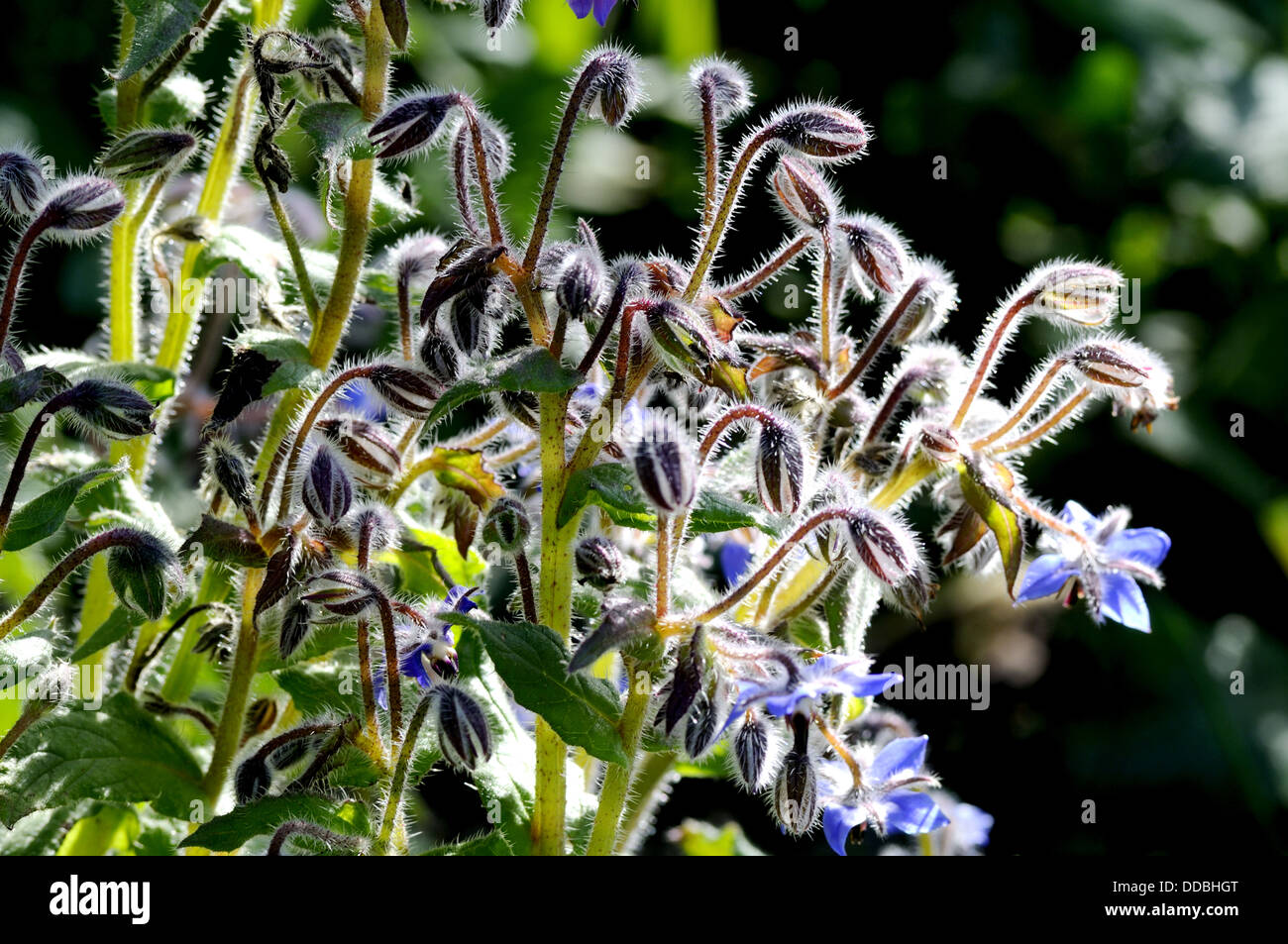 Borage plant with blue flowers borago officinalis Stock Photo - Alamy