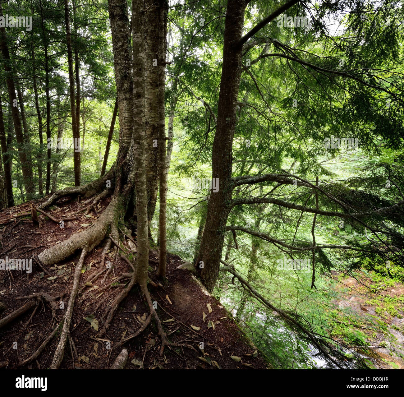 Trees On A Cliff Stock Photo - Alamy