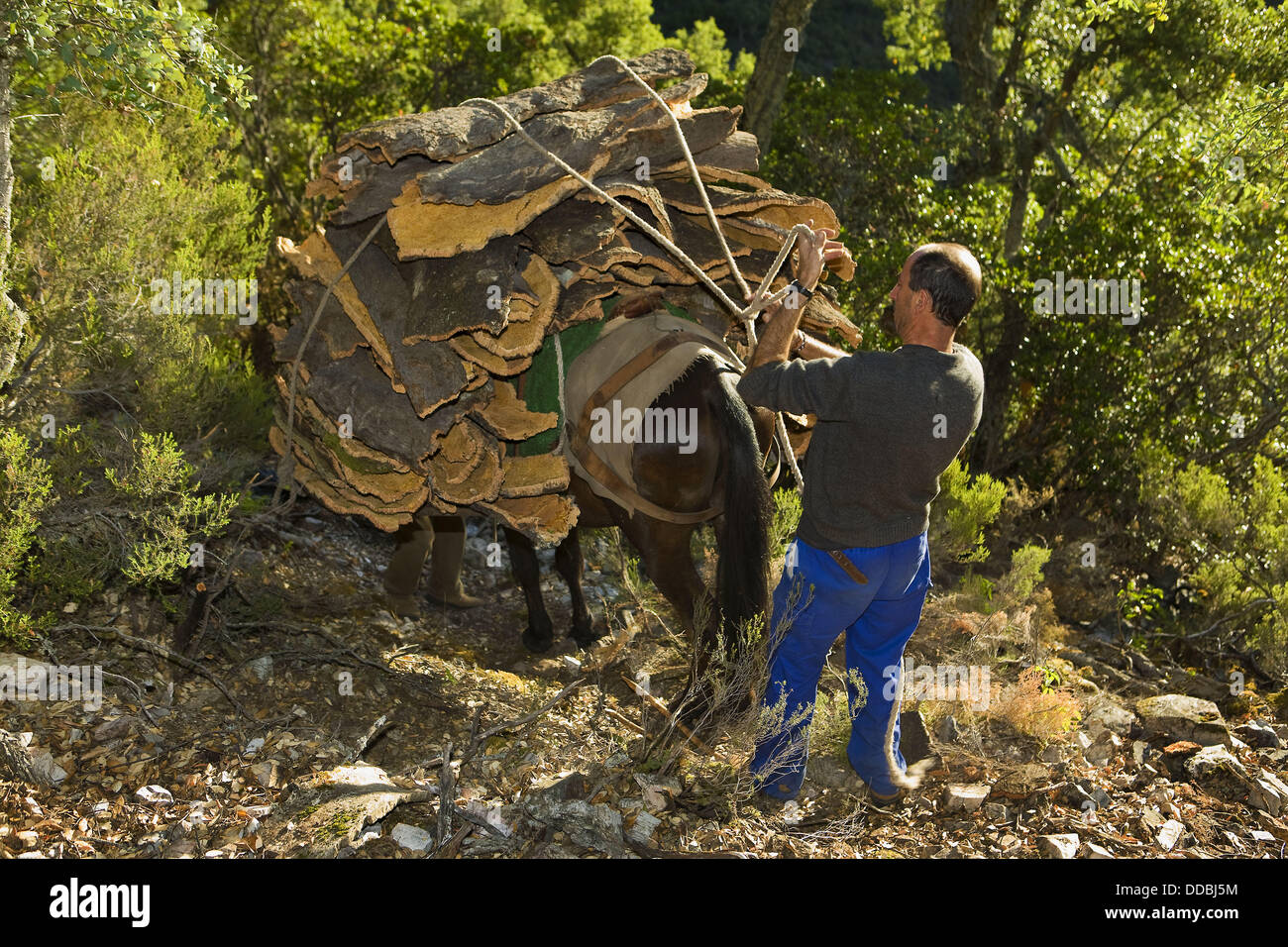 Muleteer hi-res stock photography and images - Alamy