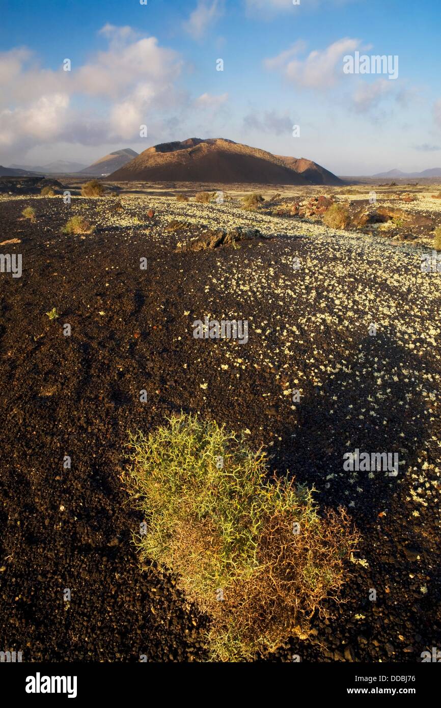 Aulaga majorera Launacea arborescens and lichens colonizing volcanic ...