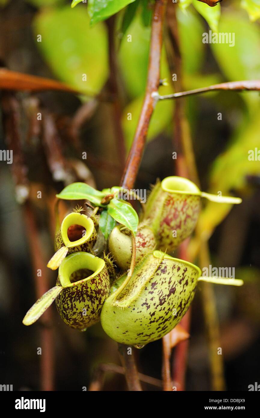 Nepenthes pitcher plant. Semengoh Wildlife Centre, Kuching, Sarawak ...