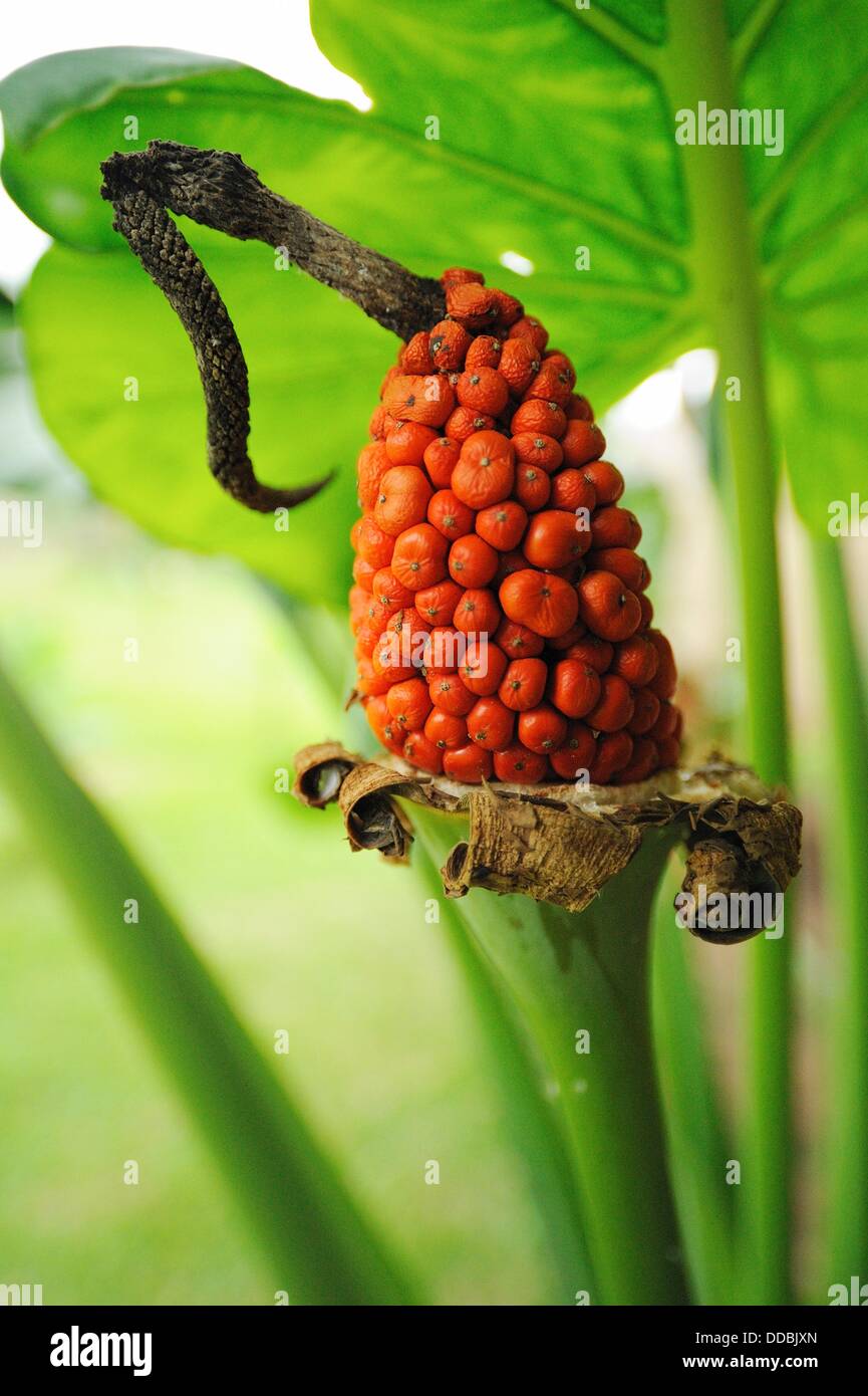 Taro flower hi-res stock photography and images - Alamy